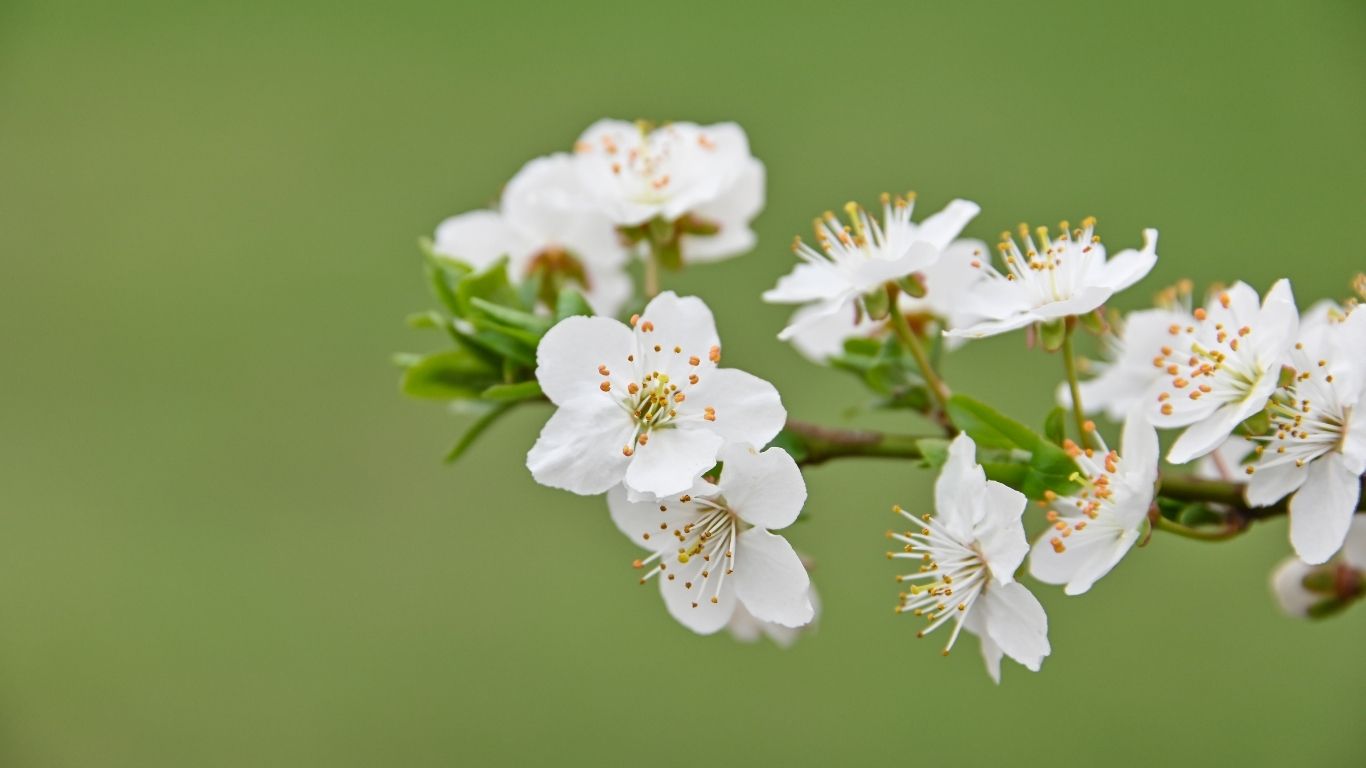Learn about the four seasons in Chinese and the vocabulary associated ...