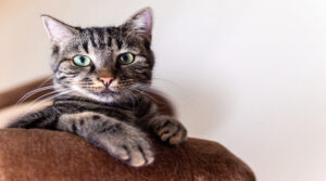 Animal names in French: Common pets, farm animals, and wildlife - Learn ...